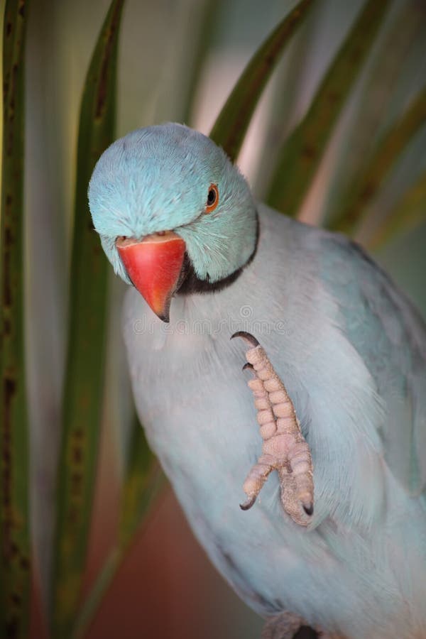 The Indian Blue Ring-necked Parakeet Stock Image - Image of beak, wings ...