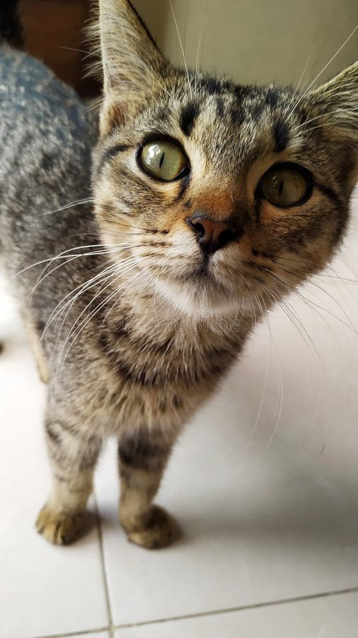 Hi hooman stock image. Image of cute, mixdome, hooman - 169820201