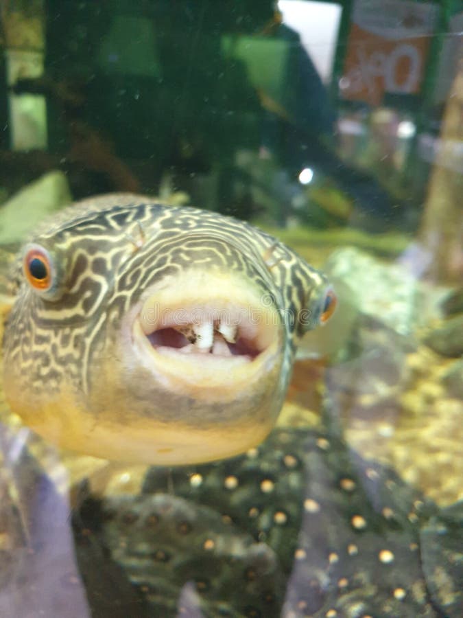 Hi, I am Smiling stock photo. Image of tangerine, side - 257247832