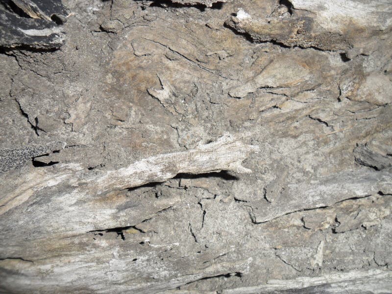 Hi Resolution Tree Texture Background Stock Image - Image of tree ...