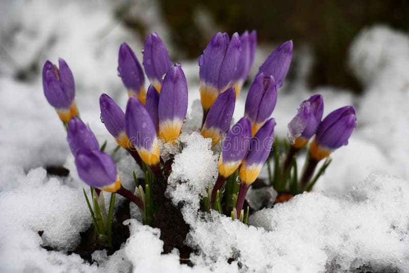 Hi spring. stock photo. Image of early, water, development - 89170316