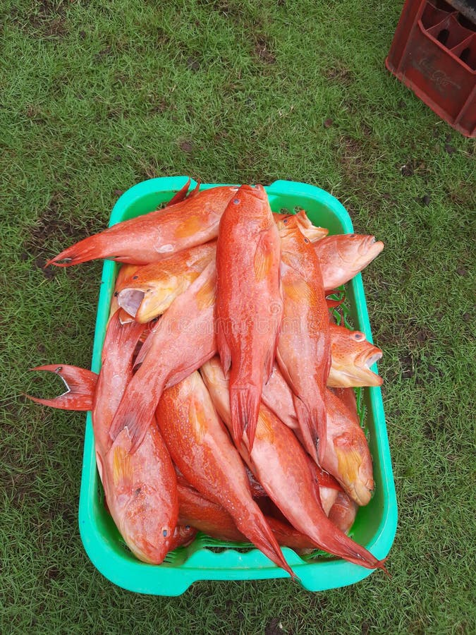 Hi There Its My Fish Photos, Have a Nice Day! Stock Image - Image of ...