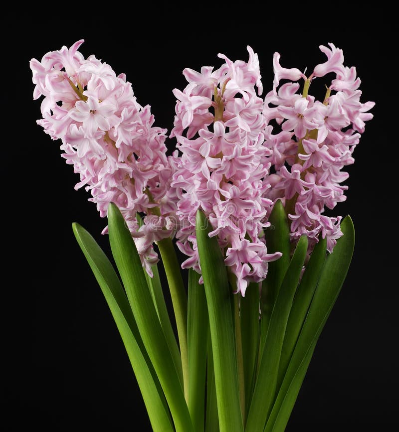 Hiacynt zdjęcie stock. Obraz złożonej z hiacynt, greenbacks - 29127084