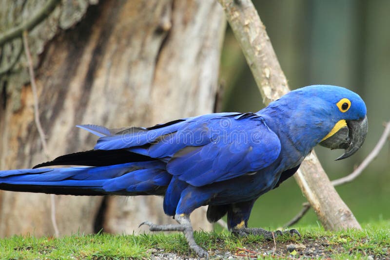 Hiacyntowa Ara Na Drzewku Palmowym W Natury Siedlisku Obraz Stock ...