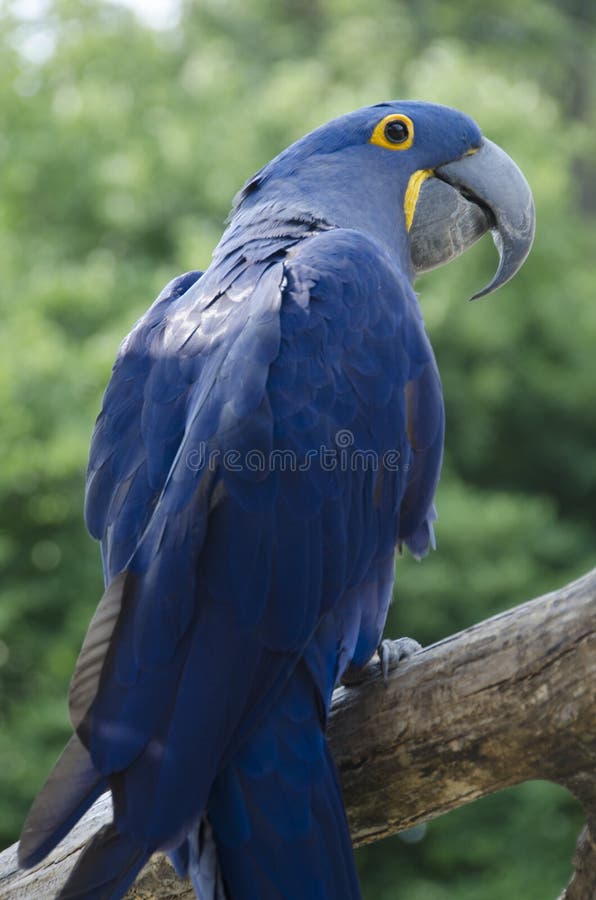 Hiacyntowa Ara Na Drzewku Palmowym W Natury Siedlisku Zdjęcie Stock ...