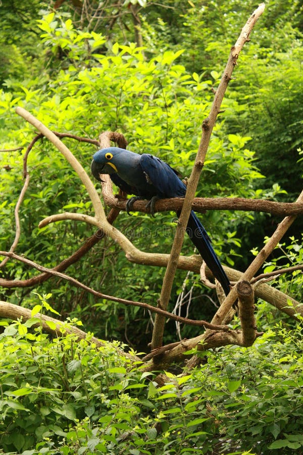Ara hiacyntowy portret zdjęcie stock. Obraz złożonej z macbeth - 9454002