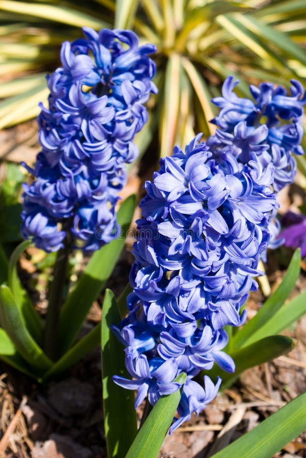 Hiacynty zdjęcie stock. Obraz złożonej z badyle, greenbacks - 22734208