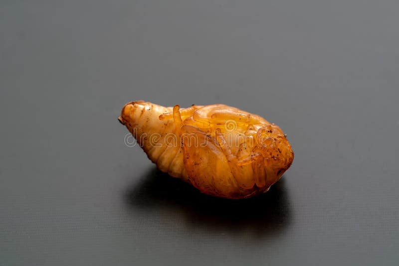 Red insect larva stock photo. Image of bugs, animal, details - 26524304