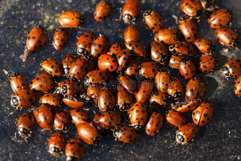 121 Ladybug Hibernation Stock Photos - Free & Royalty-Free Stock Photos ...