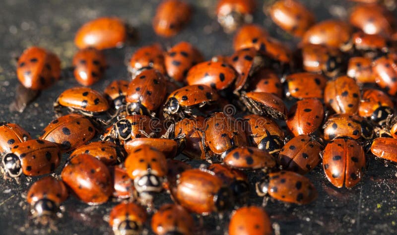 121 Ladybug Hibernation Stock Photos - Free & Royalty-Free Stock Photos ...