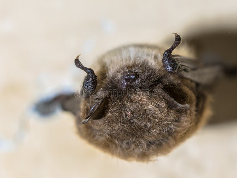 Hibernating whiskered bat stock image. Image of mammal - 171609423