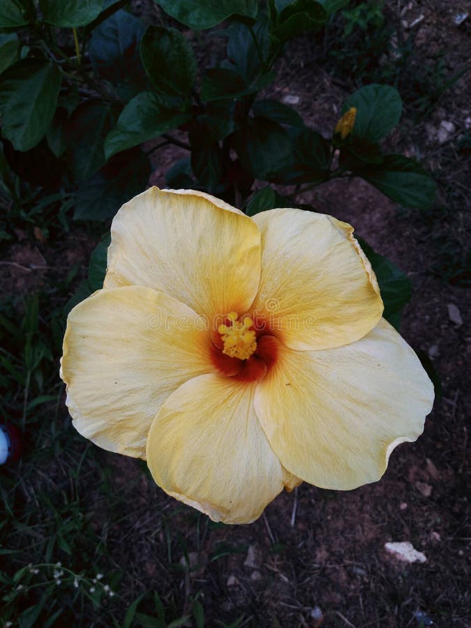 Yellow Hibicus Flowers In Profile Maui, HI Stock Image - Image of ...