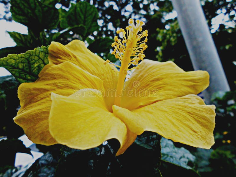 Hibicus Rosa Sinensis stock image. Image of sunlight - 206363765