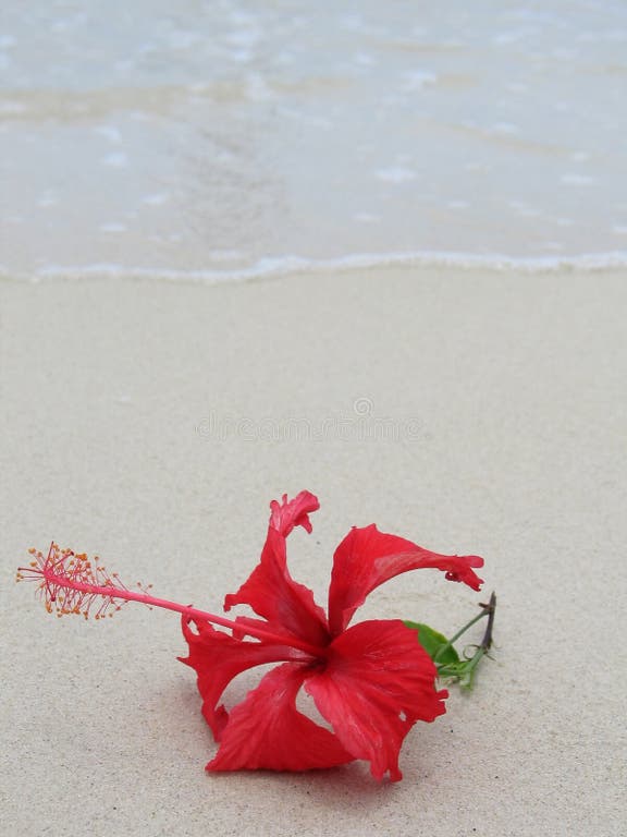 1,357 White Beach Flower Hibiscus Stock Photos - Free & Royalty-Free ...