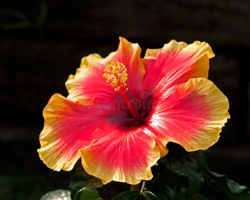 Hibiscus Apollo 3 stock image. Image of rosemallow, beautiful - 82182573