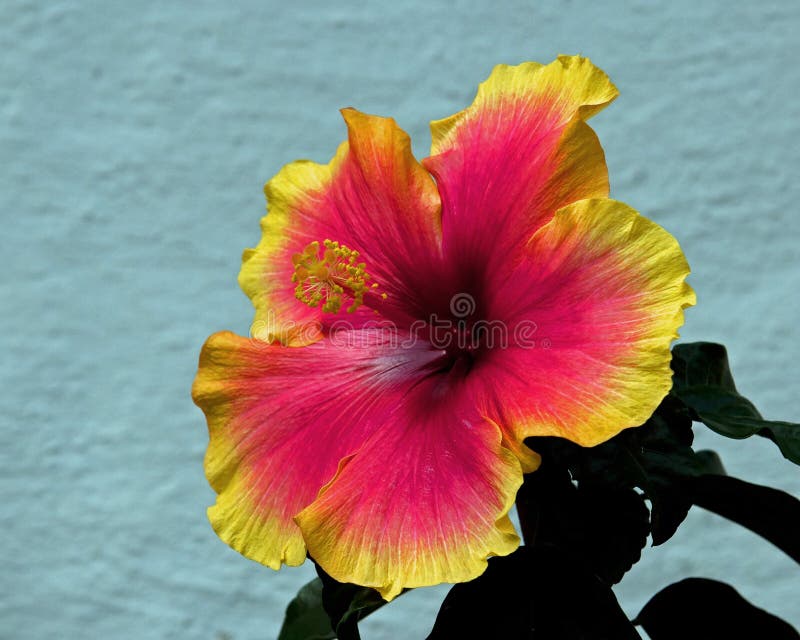 Hibiscus Apollo 3 stock image. Image of rosemallow, beautiful - 82182573