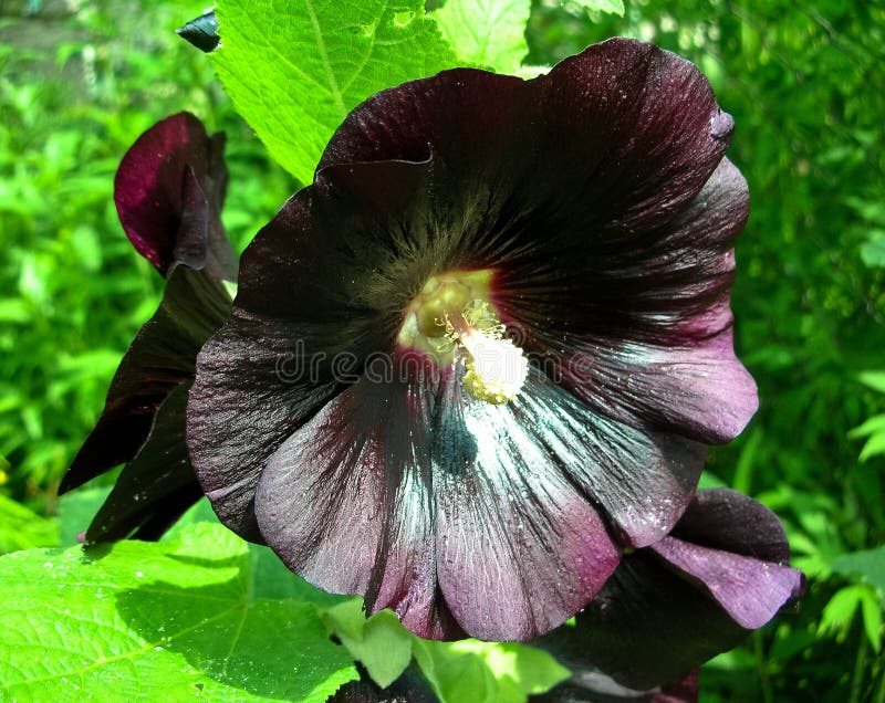 Hibiscus black flower stock photo. Image of macro, beauty - 90020200