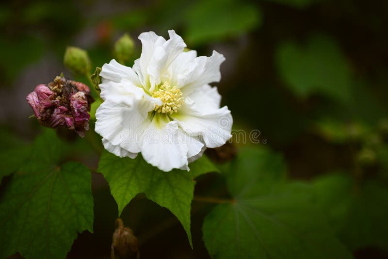 Hibiscus Blooming in the Park in Spring Stock Image - Image of plant ...