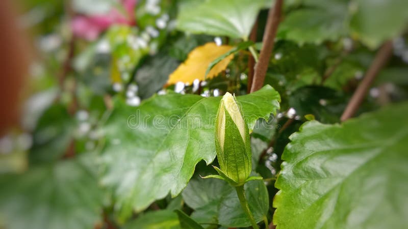 Hibiscus Buds that Have Not yet Bloomed Stock Image - Image of garden ...