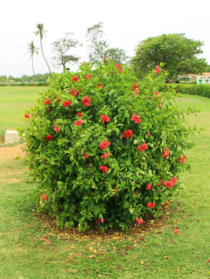 Hibiscus bush stock image. Image of aroma, single, brightly - 73371361