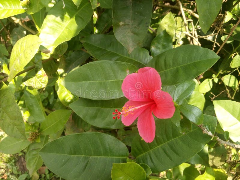 Hibiscus (chembarathi) Flower and Leaf Stock Photo - Image of ...