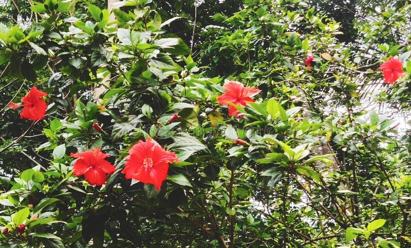 Hibiscus (chembarathi) Flower and Leaf Stock Photo - Image of ...