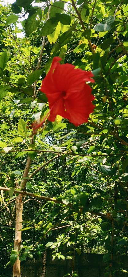Hibiscus (chembarathi) Flower and Leaf Stock Photo - Image of garden ...