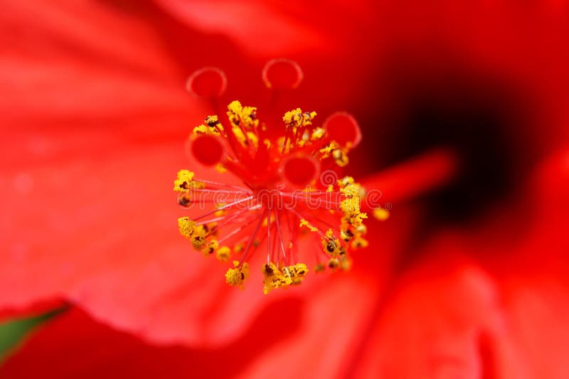 Hibiscus (close-up) stock image. Image of flowers, hibiscus - 19439143