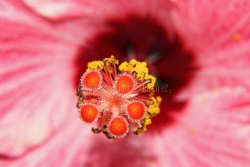 Hibiscus Close up stock image. Image of anther, ruby - 32385207