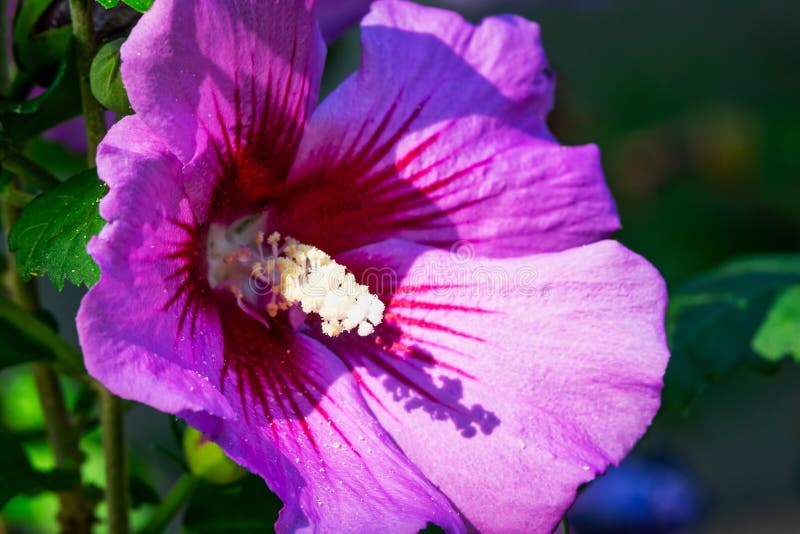 Red hibiscus close up stock image. Image of floral, flower - 45650739