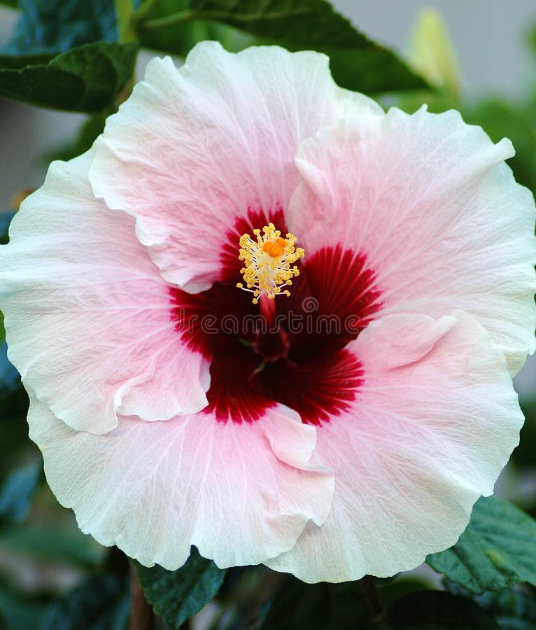 Hibiscus cor-de-rosa imagem de stock. Imagem de consideravelmente - 721171