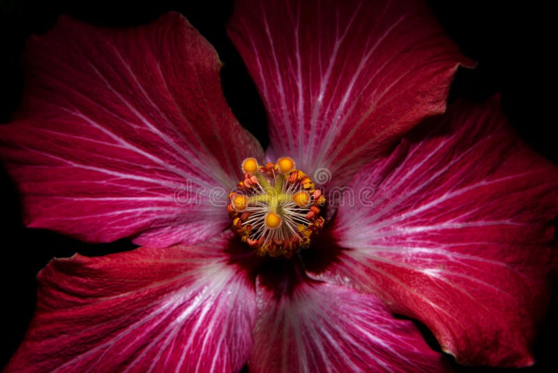 Hibiscus Cucarda Stock Photos - Free & Royalty-Free Stock Photos from ...