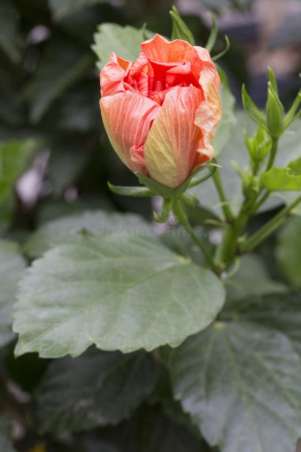 Hibiscus - Double Peach stock image. Image of closeup - 57689853