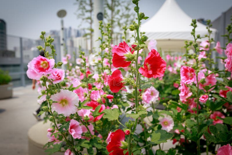Hibiscus in the field stock image. Image of closeup, flora - 96930481