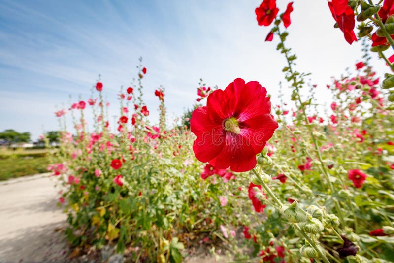 Hibiscus in the field stock photo. Image of hibiscus - 113462918