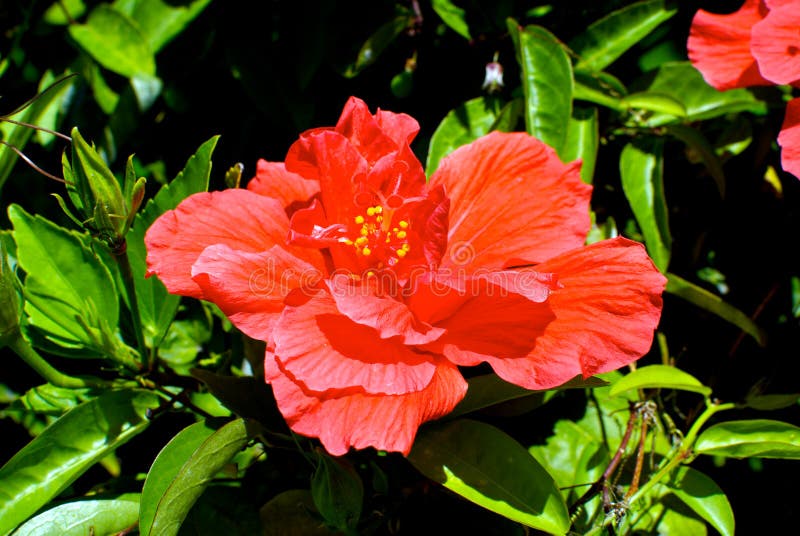 53,899 Hibiscus Photos - Free & Royalty-Free Stock Photos from Dreamstime