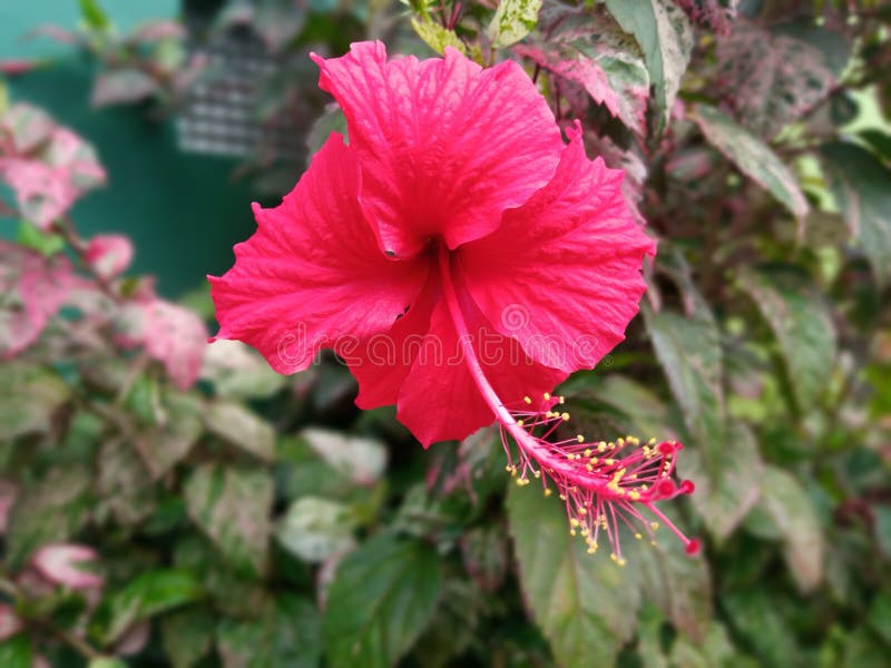 Hibiscus Flower or Also Called the Raya Flower Which Blooms Has a Red ...