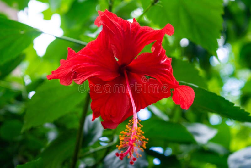 Hibiscus flower stock image. Image of background, closeup - 258089957