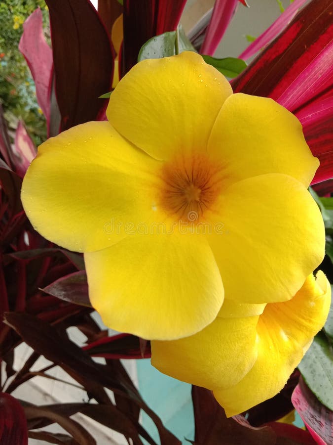 Alamanda orange flowers stock photo. Image of flowering - 97786572