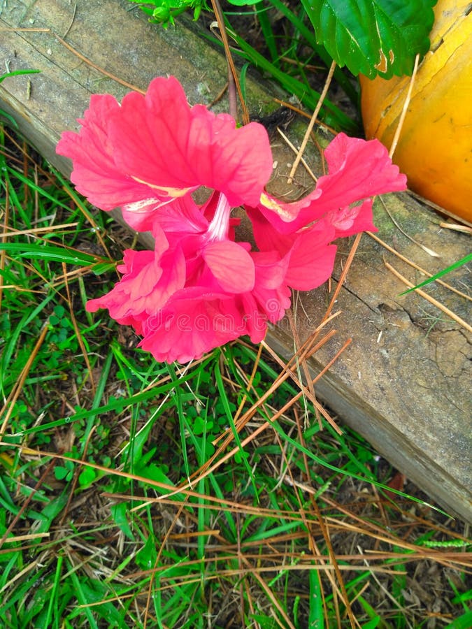Pink Outside and White Inside with Black Seeds Pitahaya Pitahaya or ...