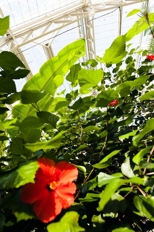 Hibiscus flower stock image. Image of plant, culture - 75966995