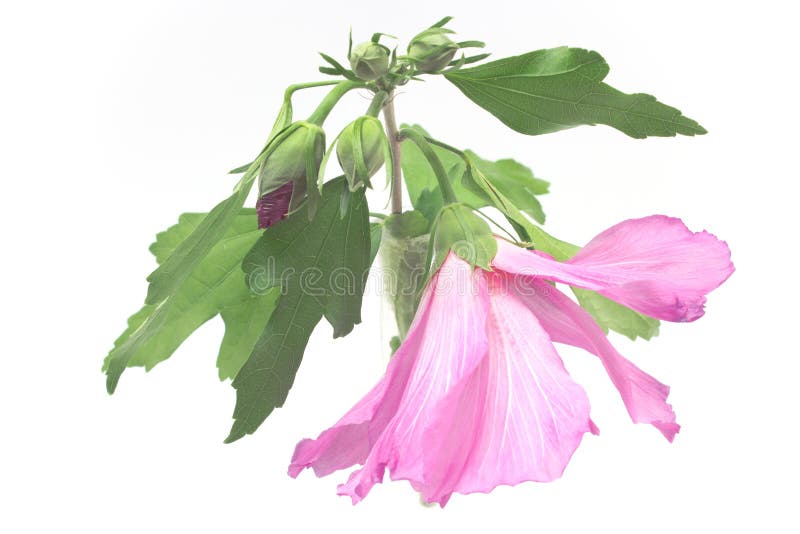 111 Buds Hawaiian Hibiscus Stock Photos - Free & Royalty-Free Stock ...