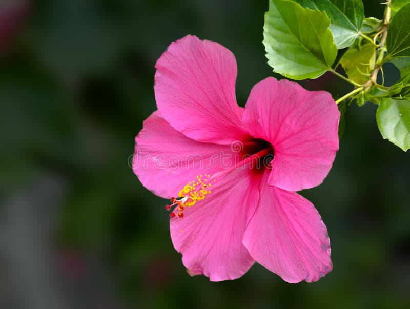Hibiscus Flower, Charming Flower with Pink Color in Spring Stock Photo ...