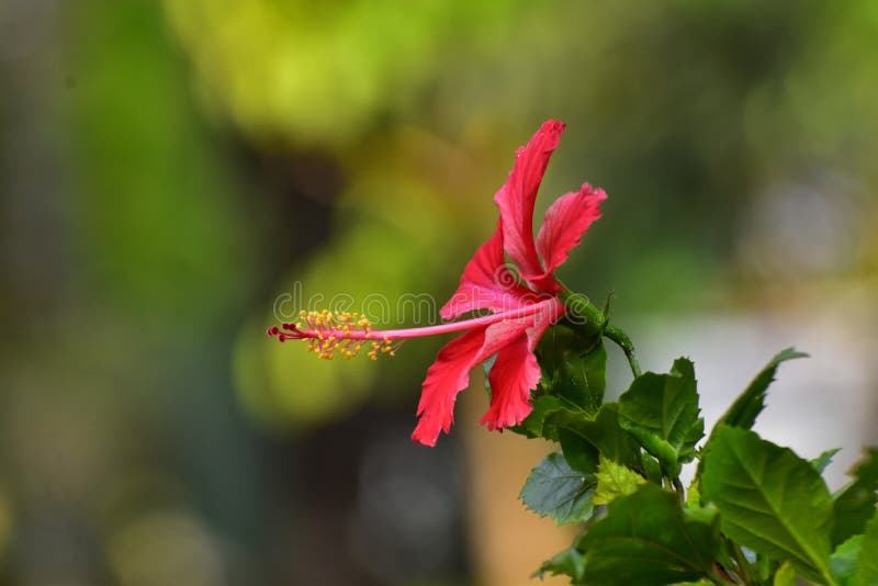 Chembarathi Flower Stock Photos - Free & Royalty-Free Stock Photos from ...