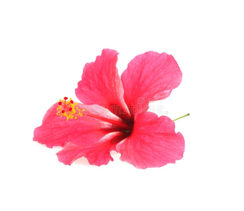 Hibiscus Flower or Chinese Rose Flower Isolated on White Back Ground ...