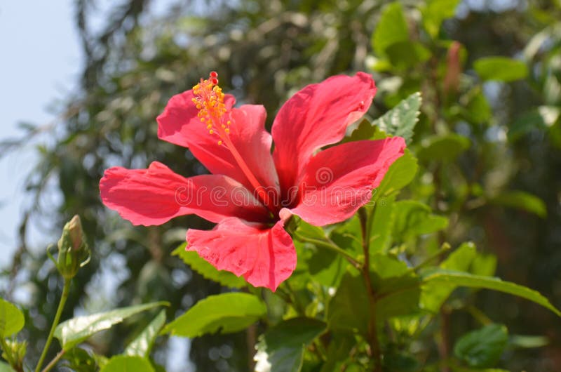 Hibiscus flower. Close up stock photo. Image of exotic - 95275874