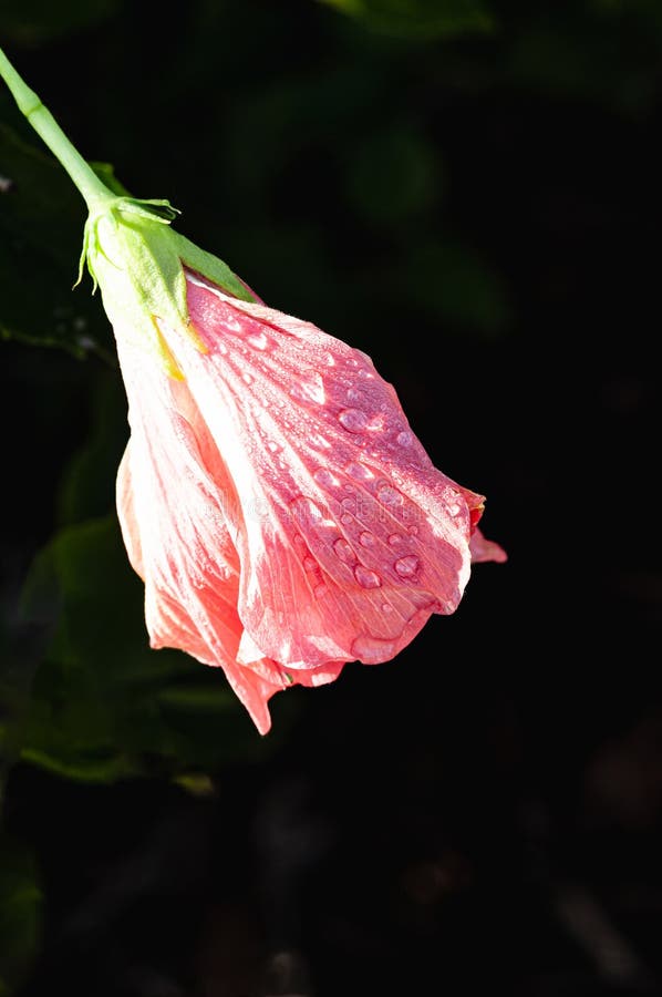 Hibiscus Flower, Developing into Full Bloom Stock Image - Image of ...