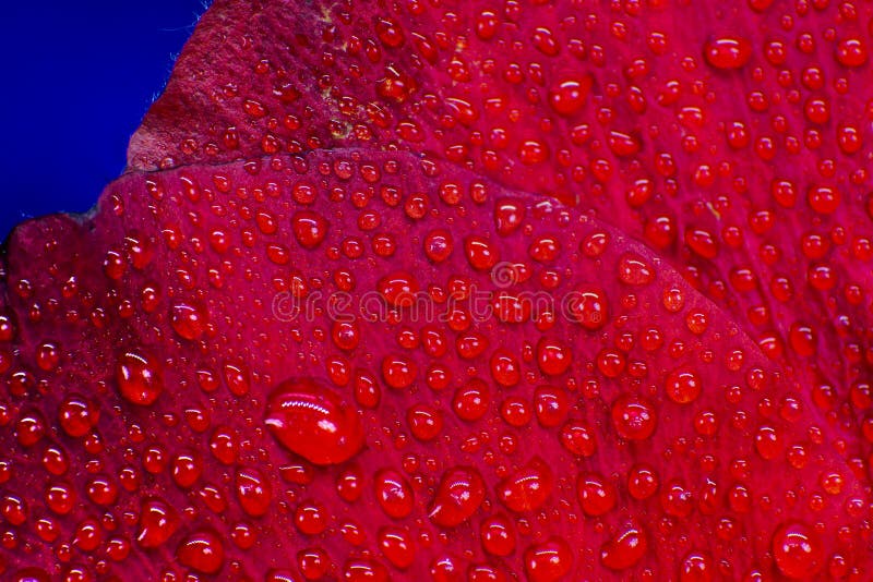 Hibiscus Flower Extreme Macro Closeup Studio Shoot 29 Stock Photo ...