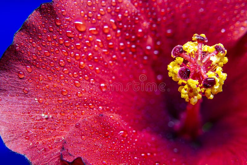 Hibiscus Flower Extreme Macro Closeup Studio Shoot 26 Stock Image ...