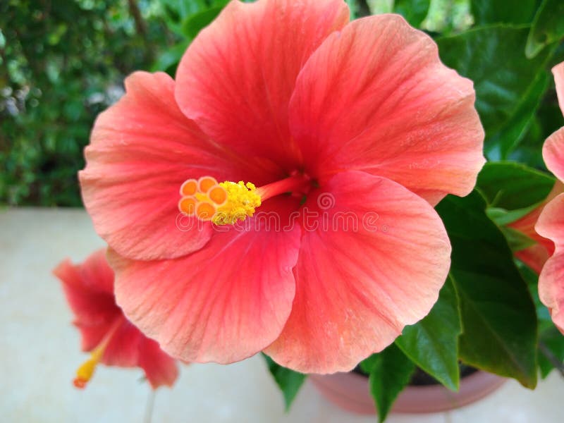 Hibiscus Flower Farm Garden Cute Stock Image - Image of flower, dahlia ...